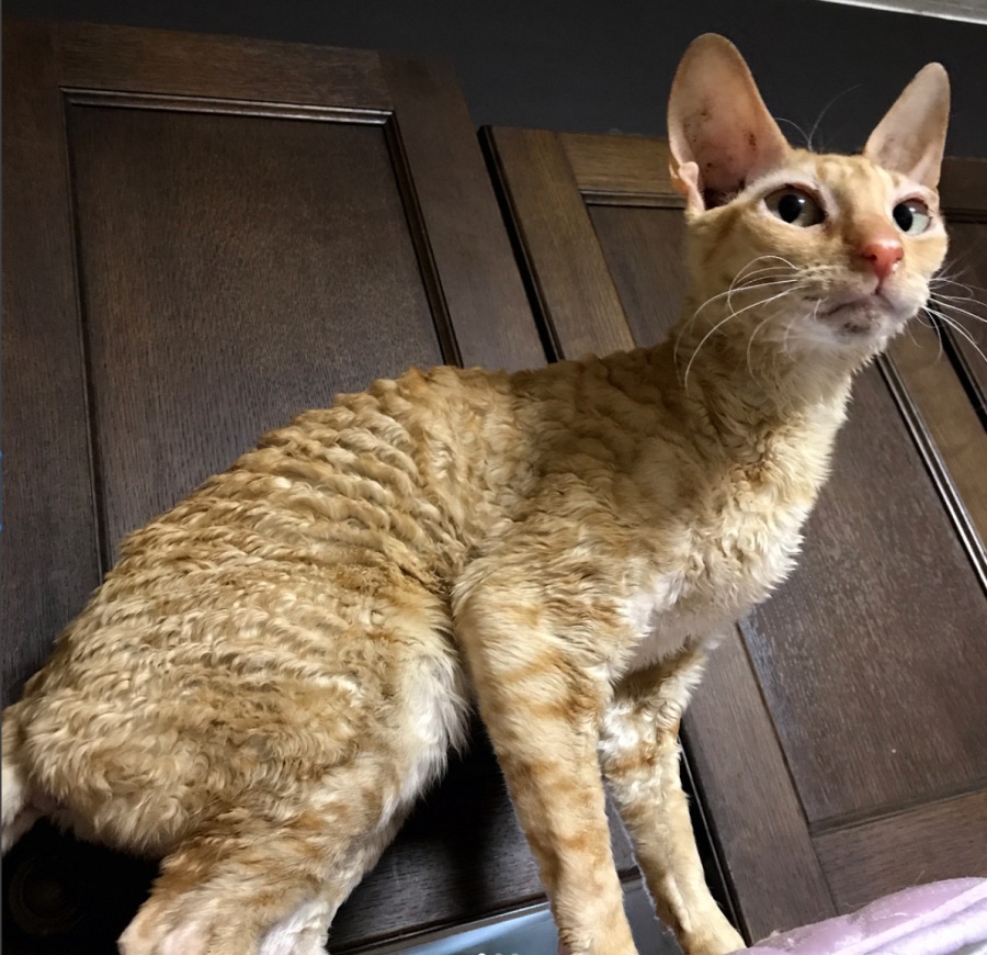 コーニッシュレックスの飼い方｜歴史や性格、毛色、かかりやすい病気などの特徴とは | ペトこと