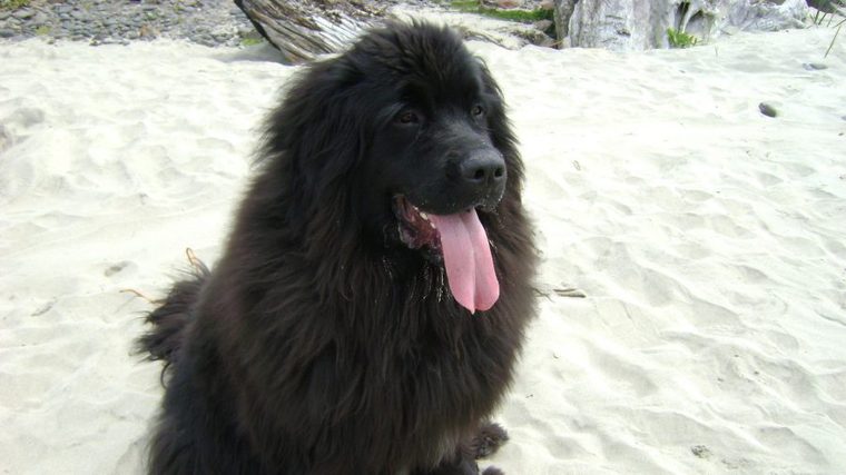 ニューファンドランドの飼い方｜犬種の性格や体重、毛色、寿命など | ペトこと