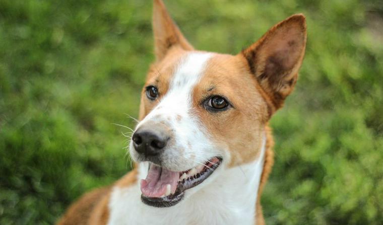 バセンジーの飼い方｜吠えない犬種って本当!? 性格やしつけ方について解説 | ペトこと